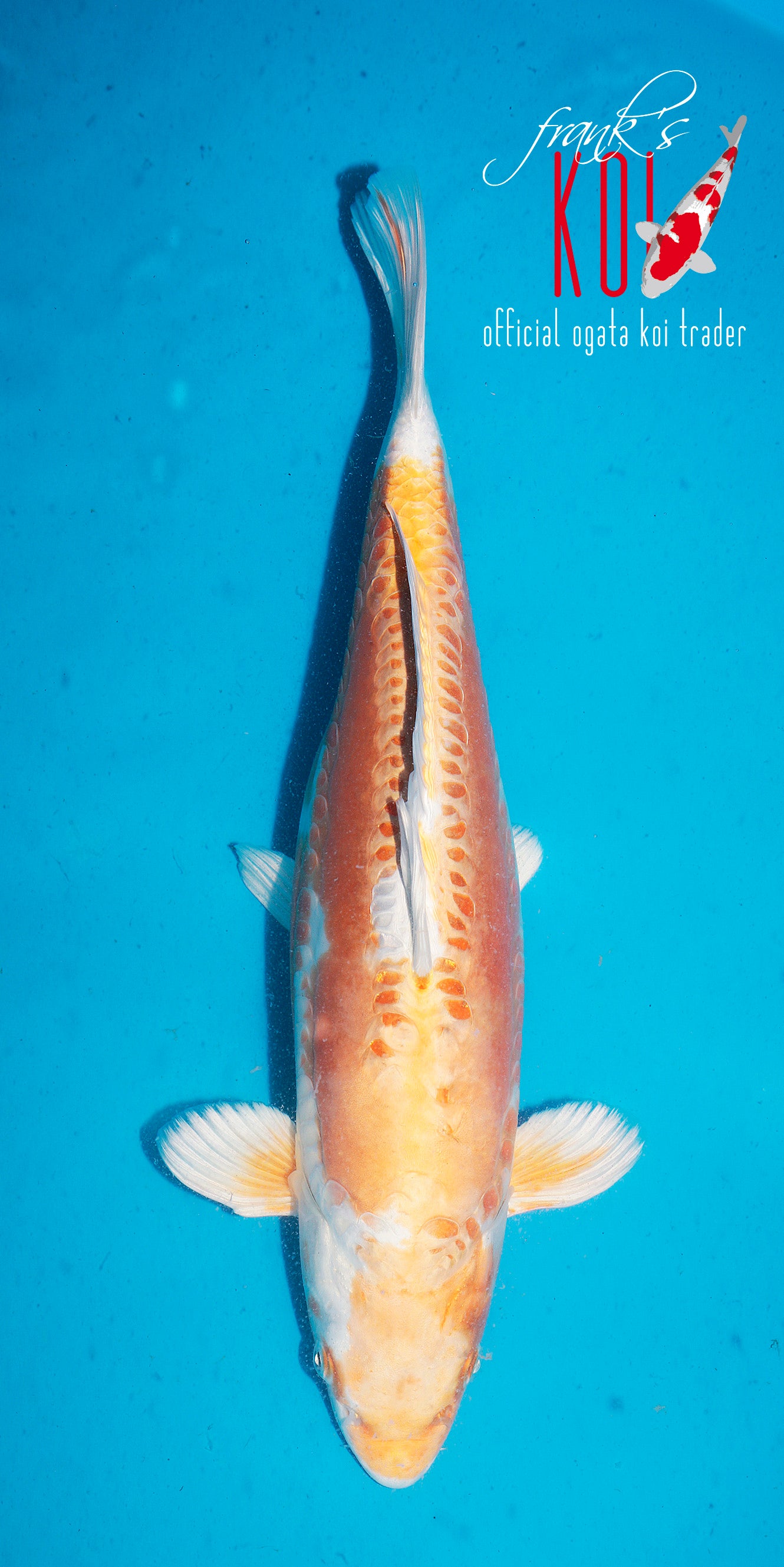 Kikusui – Frank‘s Koi